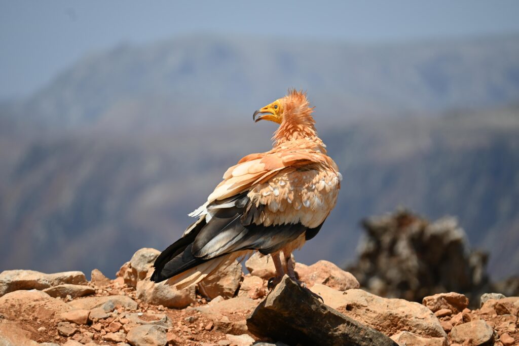 The Island – legendary Socotra